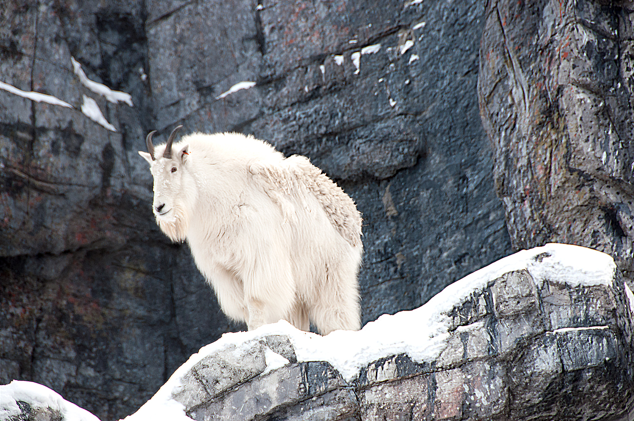 British Columbia Mountain Goat Hunts | Hunt FGS | BC Hunting Guides ...